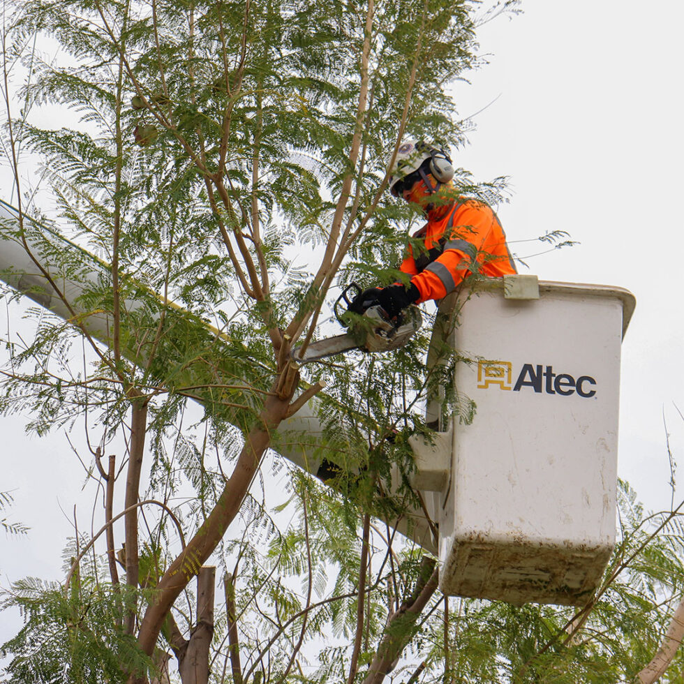 Hazard Tree Mitigation | Mowbray's Tree Service